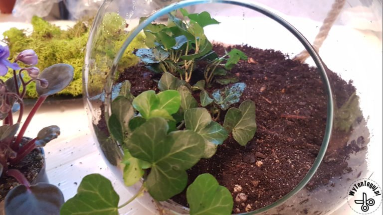 Las w słoiku dla początkujących - WyTenTeguj - Pomysł na prezent