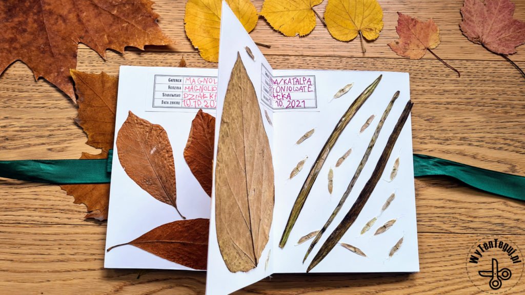 How to make a herbarium step by step - WyTenTeguj