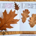 How to make a herbarium step by step - WyTenTeguj
