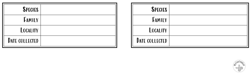 How to make a herbarium step by step - WyTenTeguj